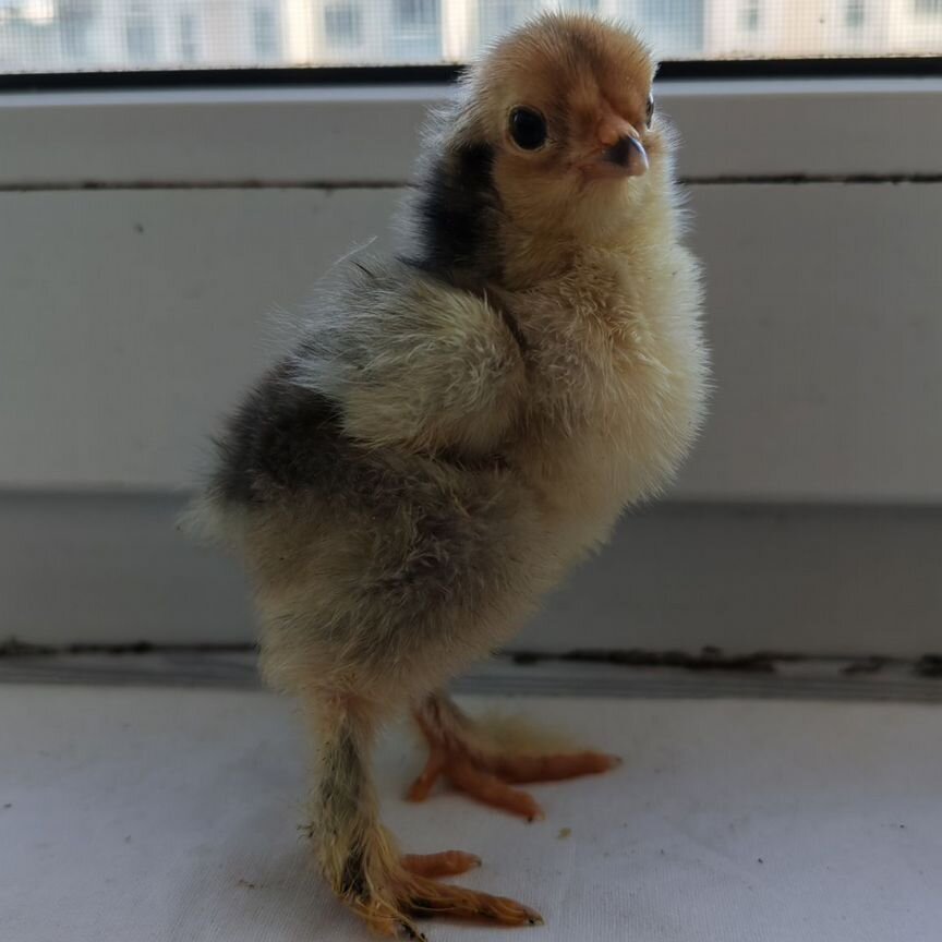 Цыплята брама порцелян