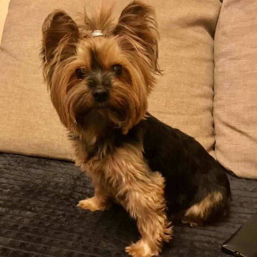 Йоркширский терьер