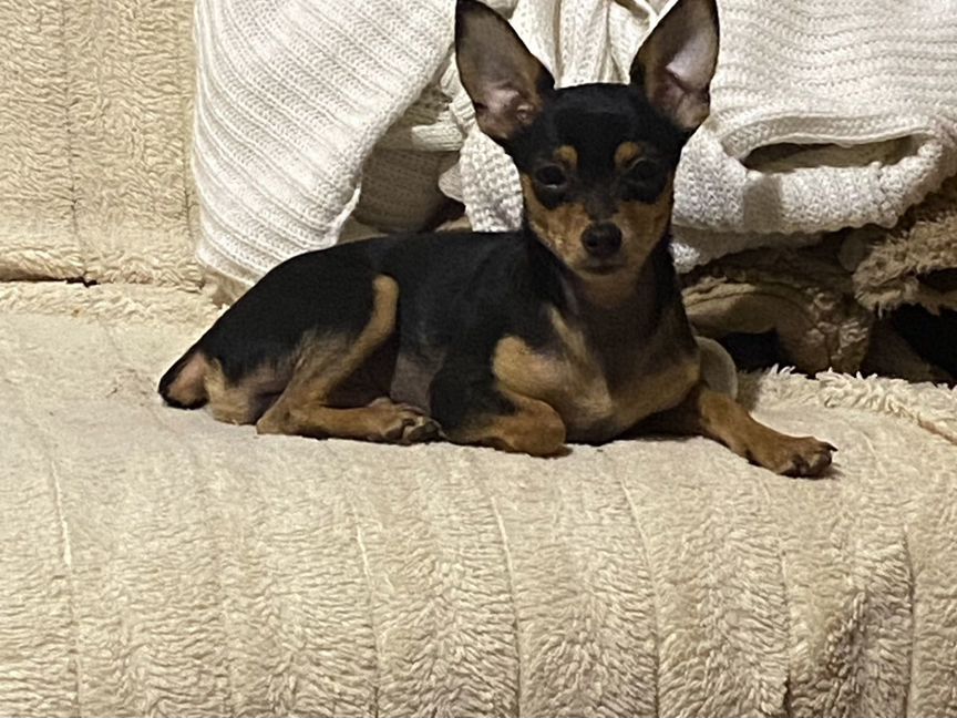 Вязка той-терьер