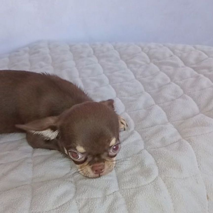 Щенки чихуахуа