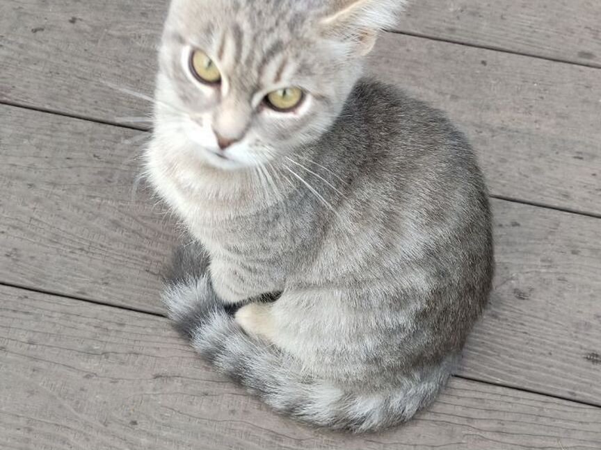 Отдам котенка в добрые руки