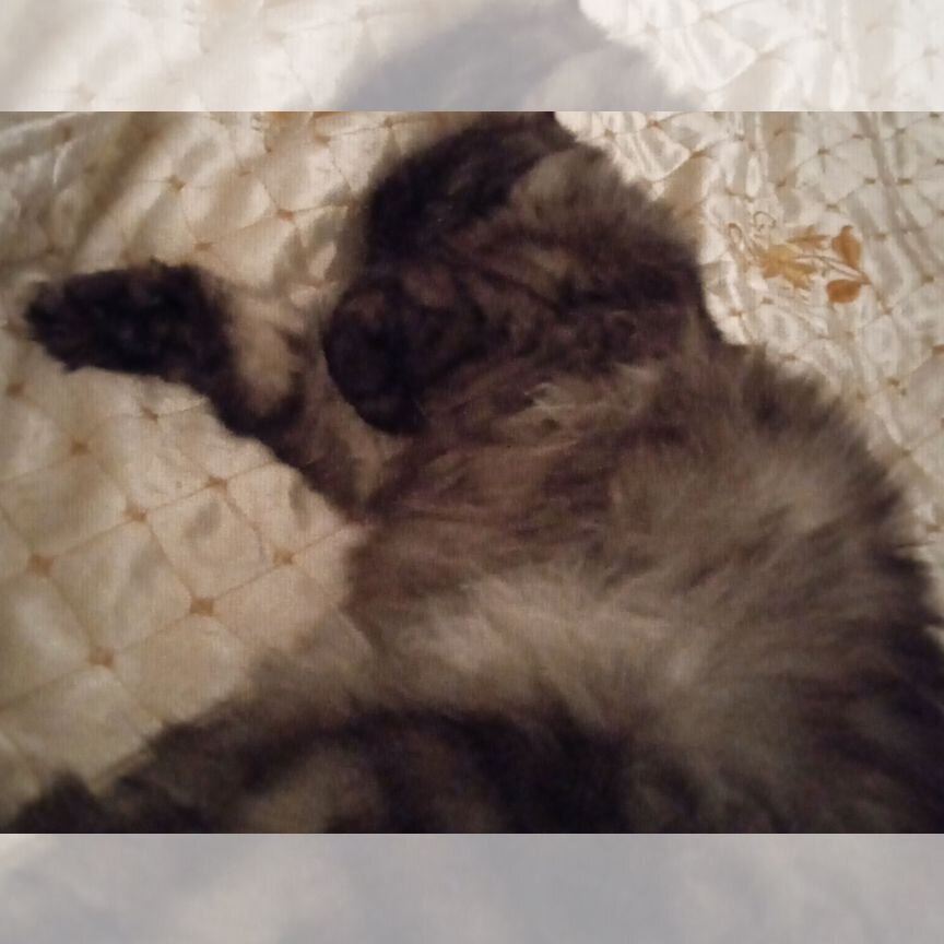 Отдам кошку в добрые руки. К лотку при учёная