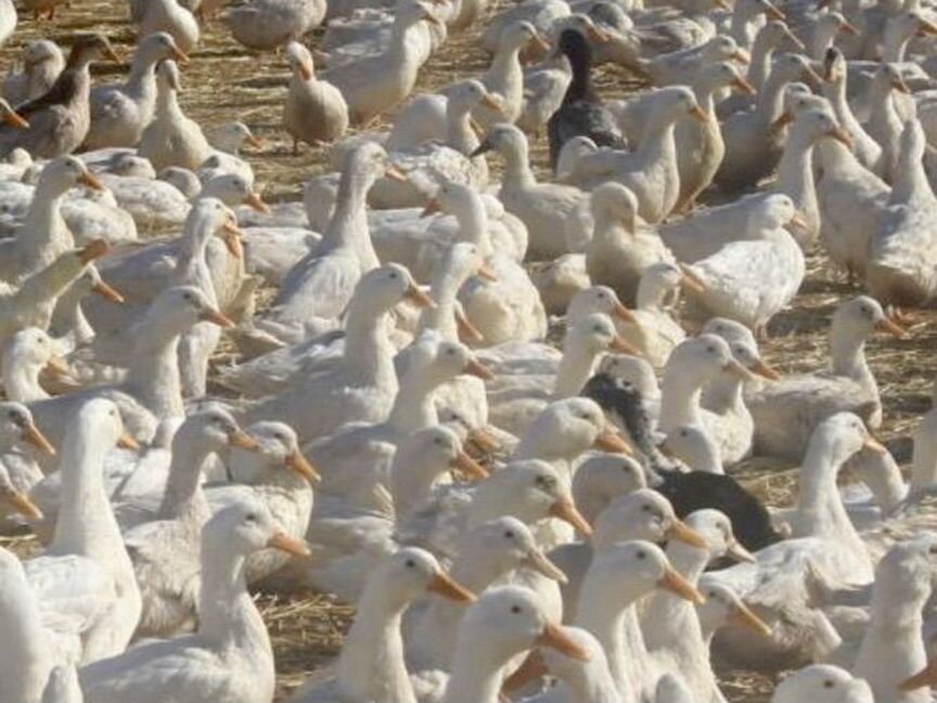 Утята черри велли предзабойные 2.5 мес