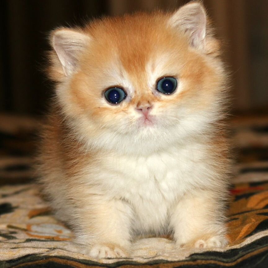 Котята британские золотые шиншиллы