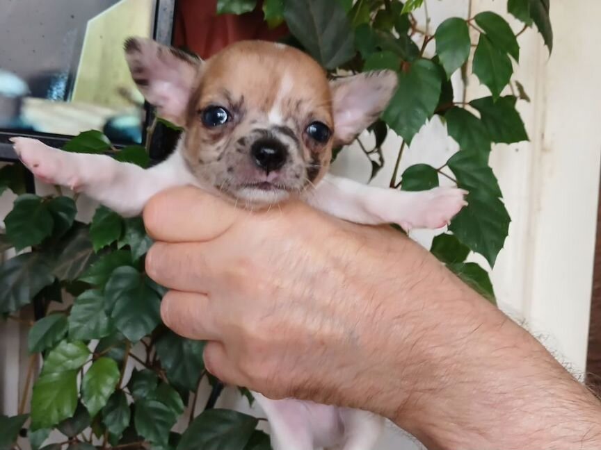 Собаки щенки