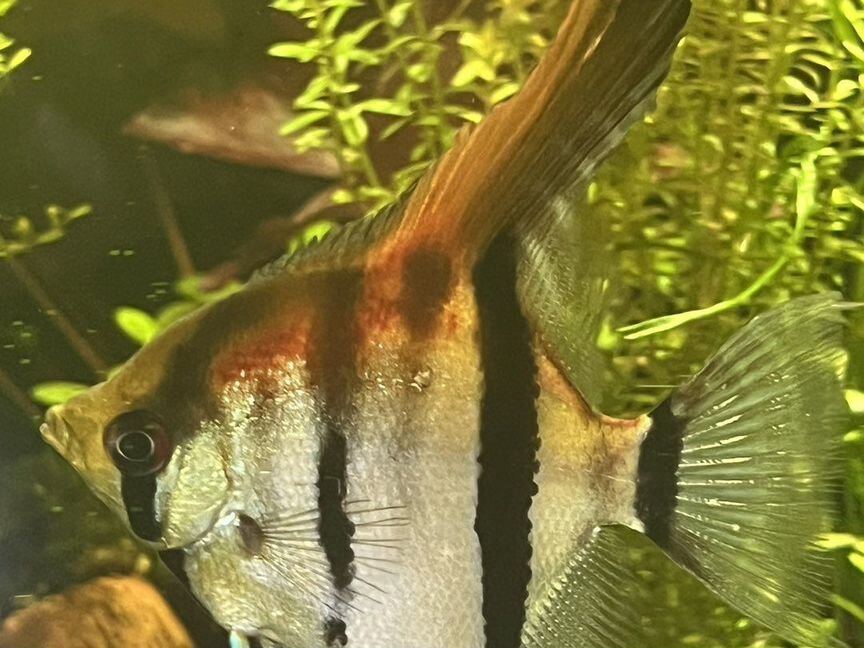 Скалярии Манакапуре домашнее разведение