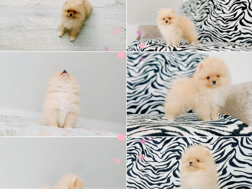 Шпиц мишутка