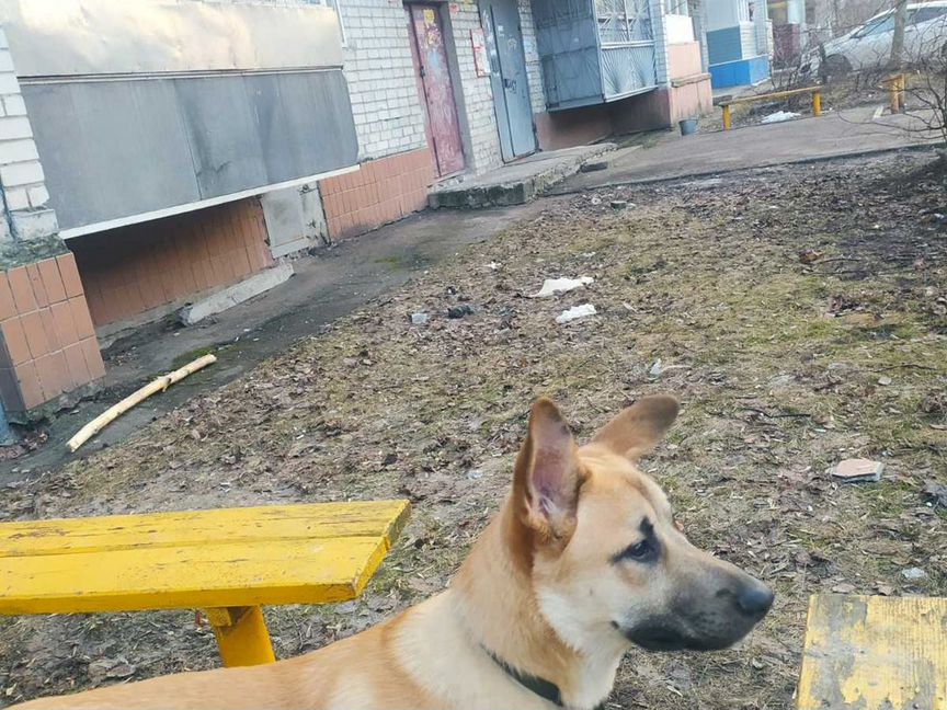 Отдам бесплатно собаку в добрые руки