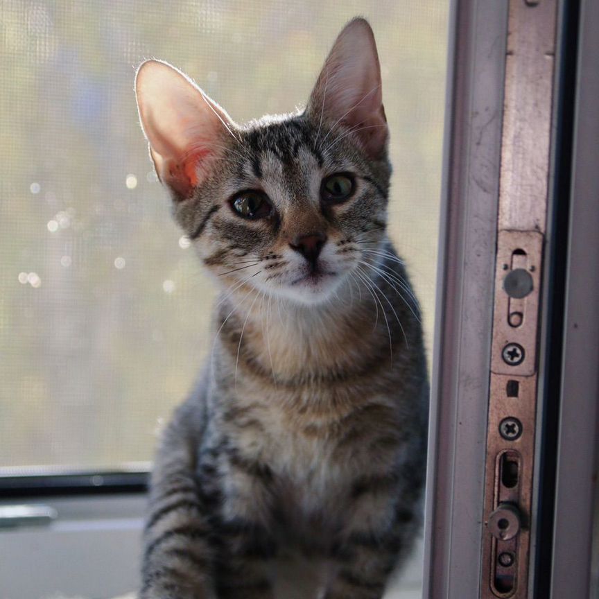 Котенок в добрые руки