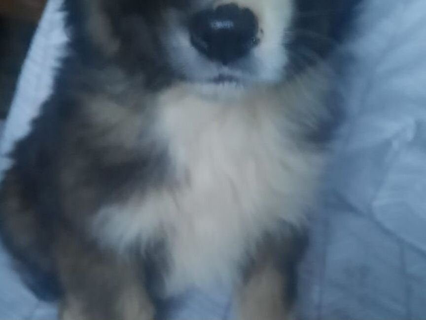 Девочка щенок