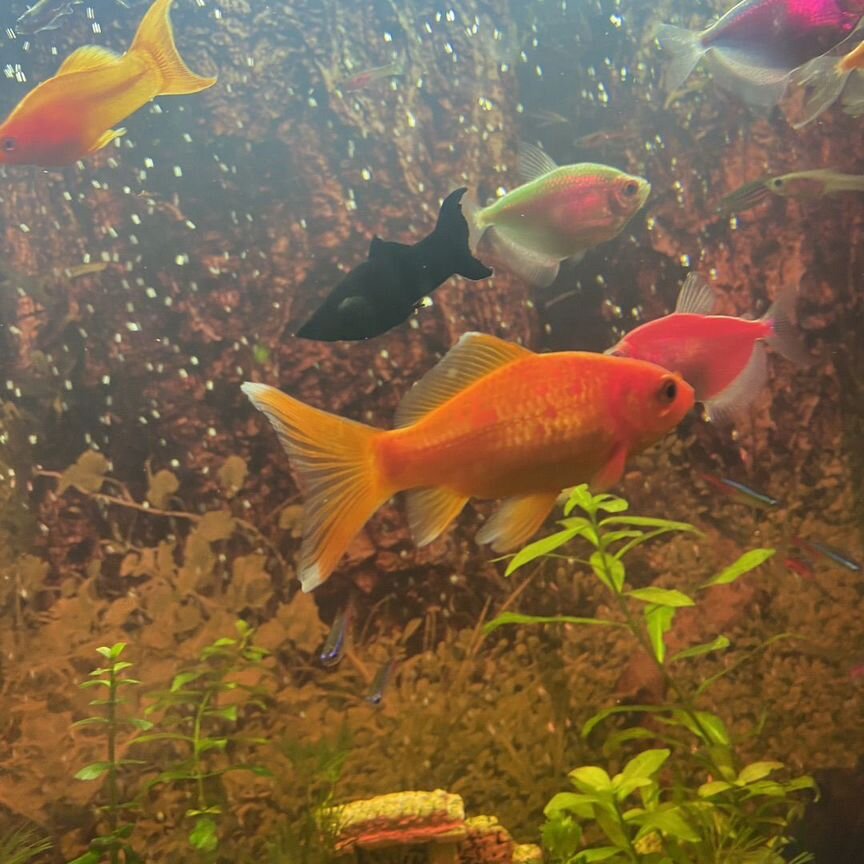 Аквариумные рыбки