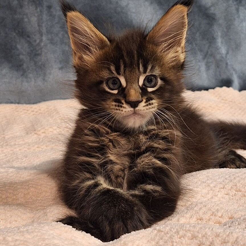 Предварительное бронирование на котят мейн-кун