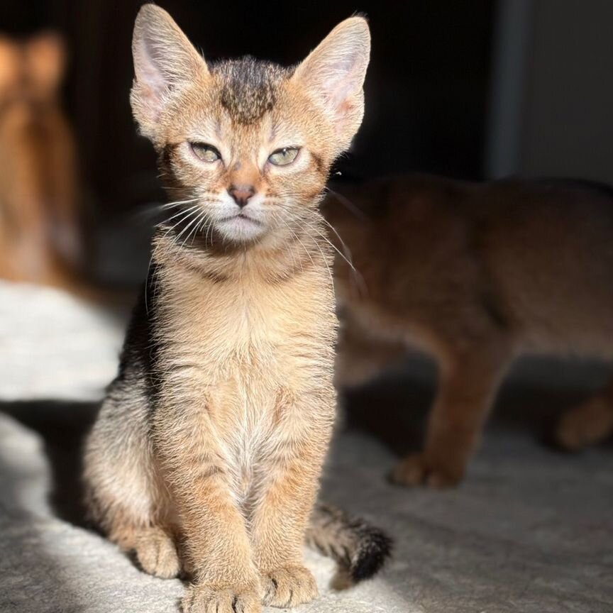 Абиссинский котёнок