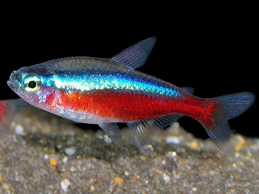 Неон голубой