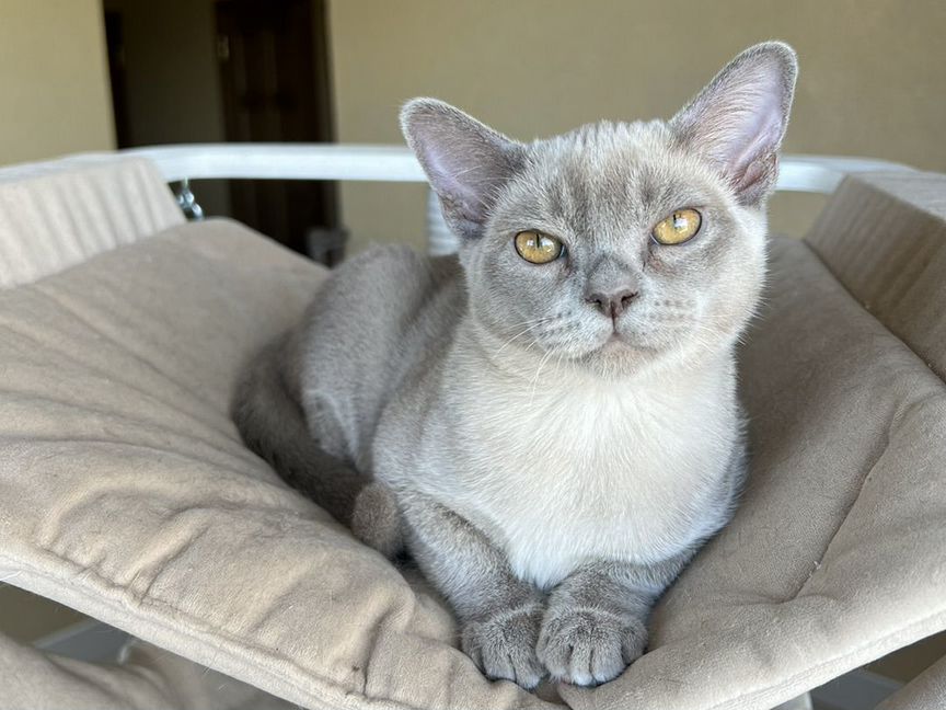 Бурма лиловая