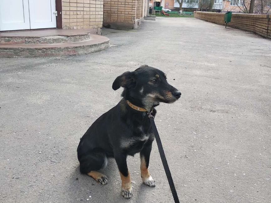 Собака в добрые руки