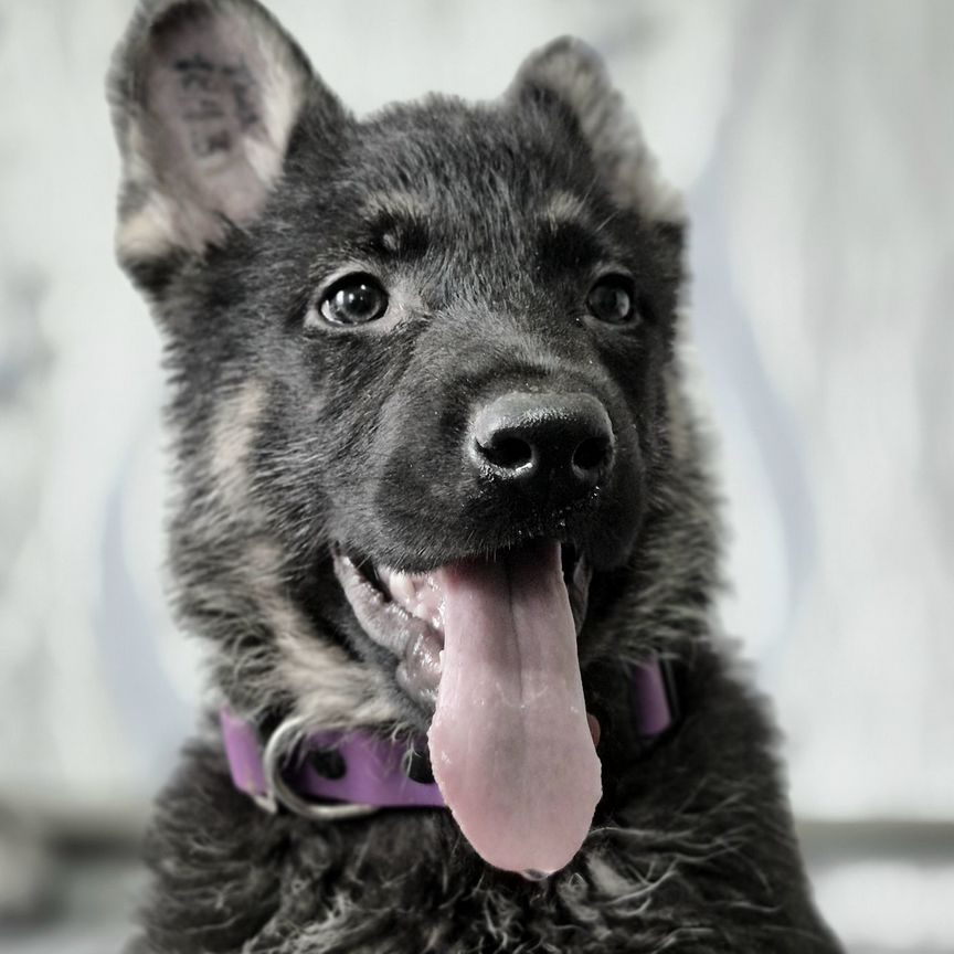 Восточноевропейская овчарка, щенок