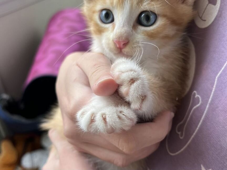 Рыжий котенок