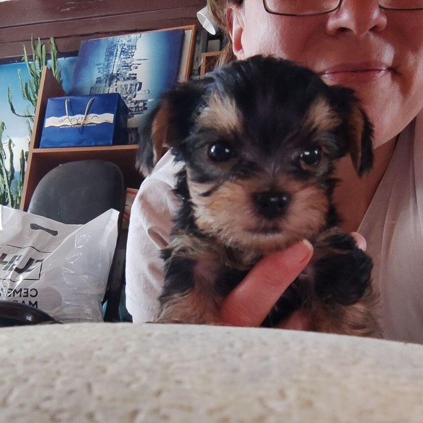 Йоркширский терьер