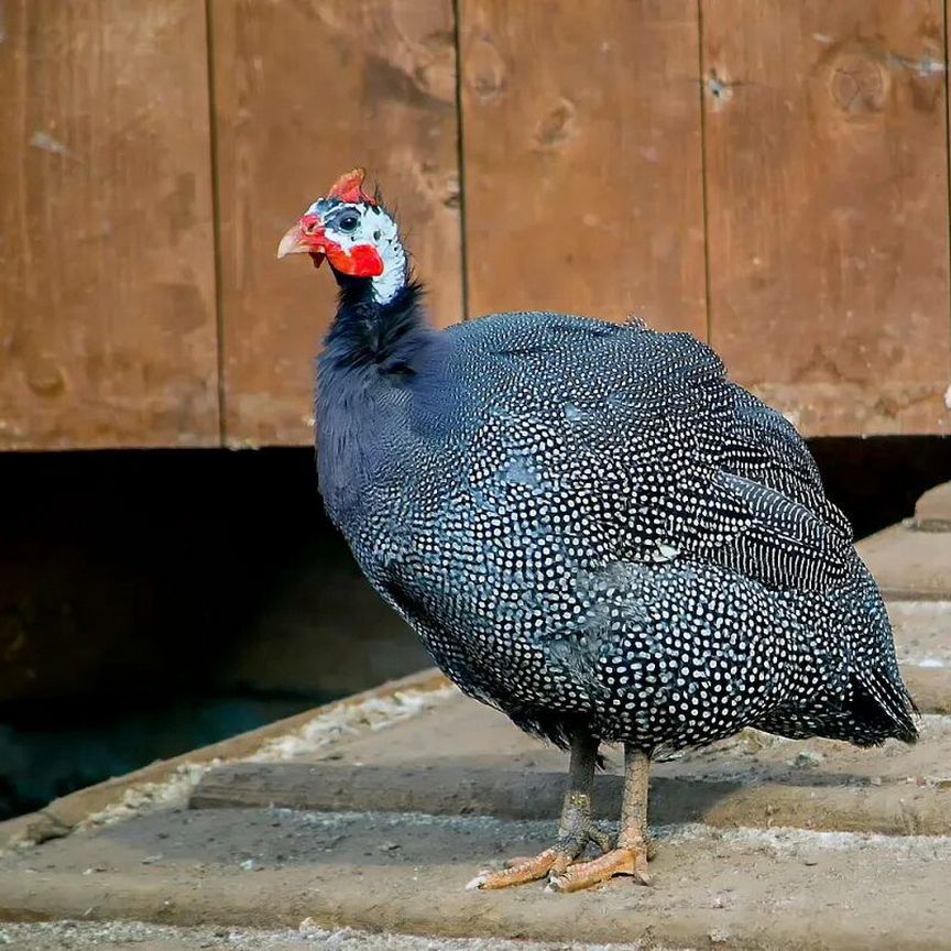 Домашняя птица