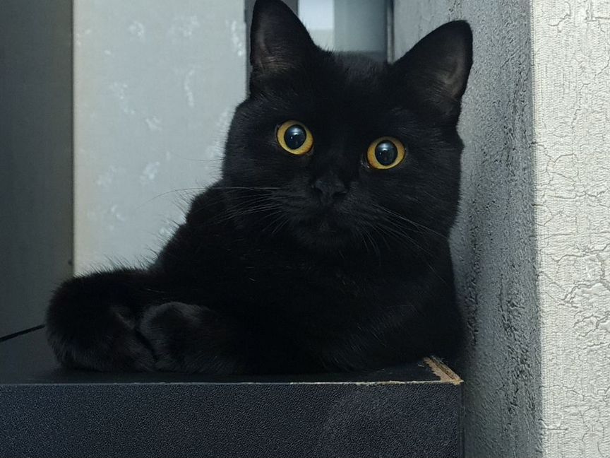 Кошка чёрная британка