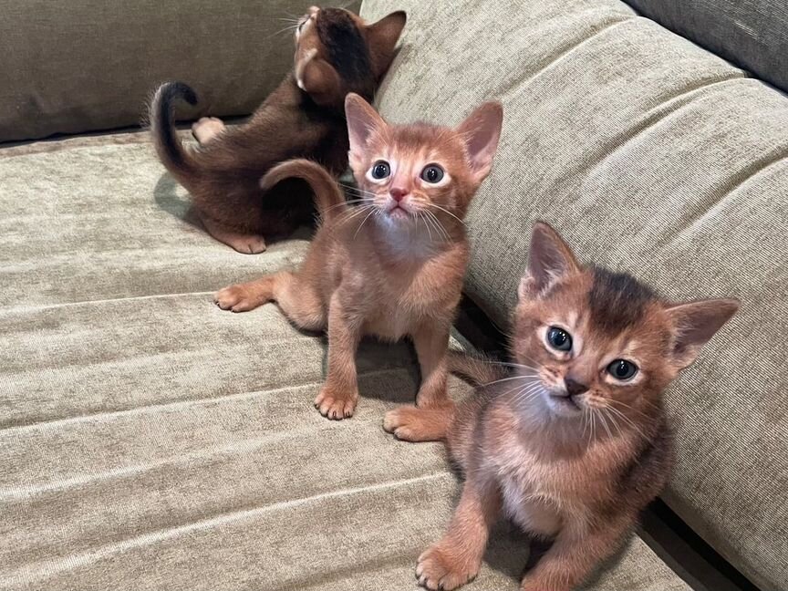 Абиссинские котята