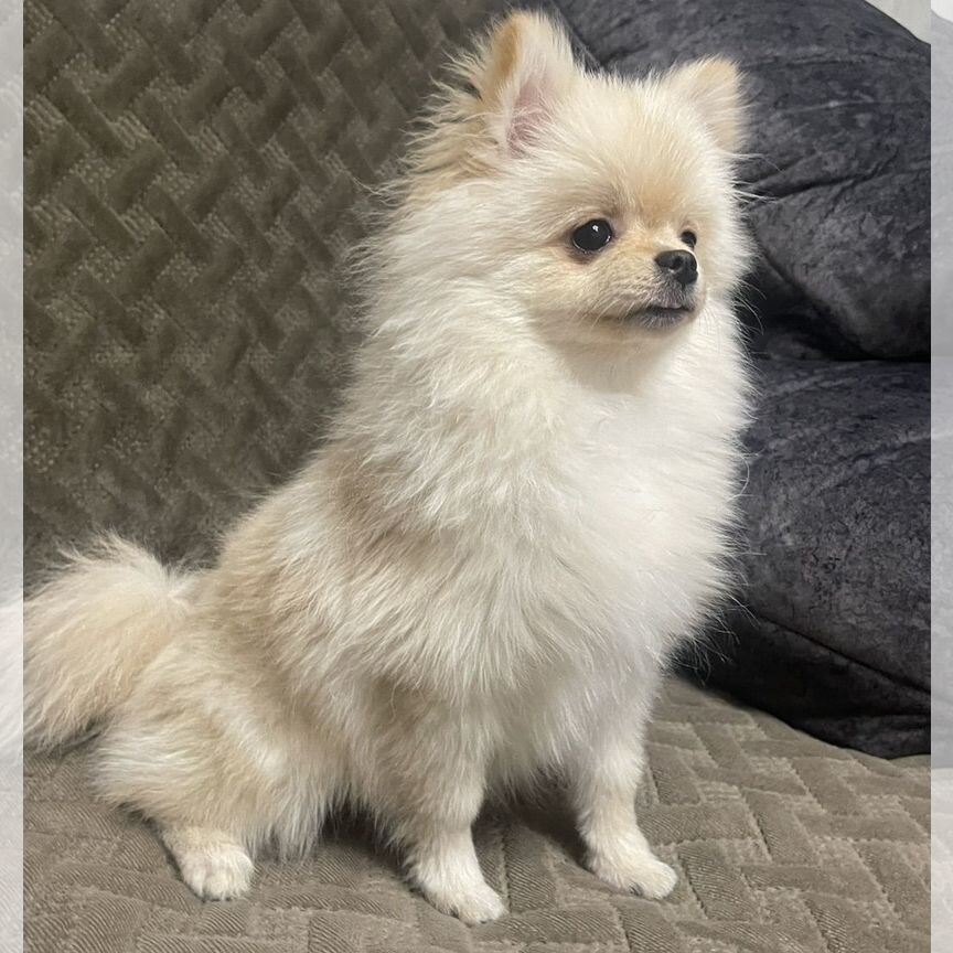 Померанский шпиц