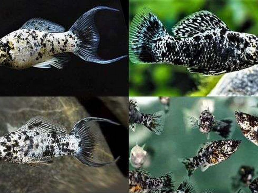 Моллинезии долматинцы