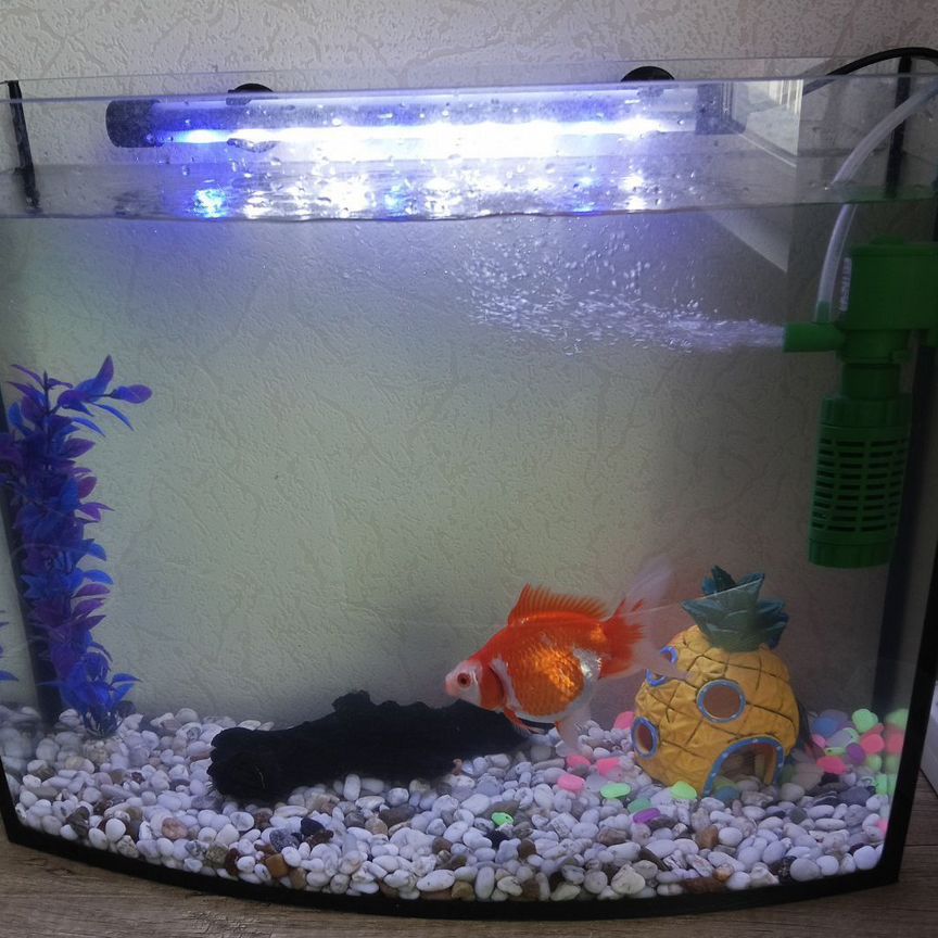 Золотая рыбка с аквариумом