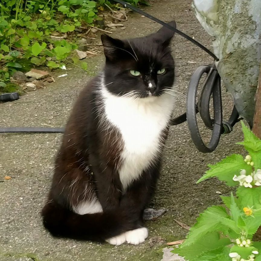 Взрослый кот в добрые руки