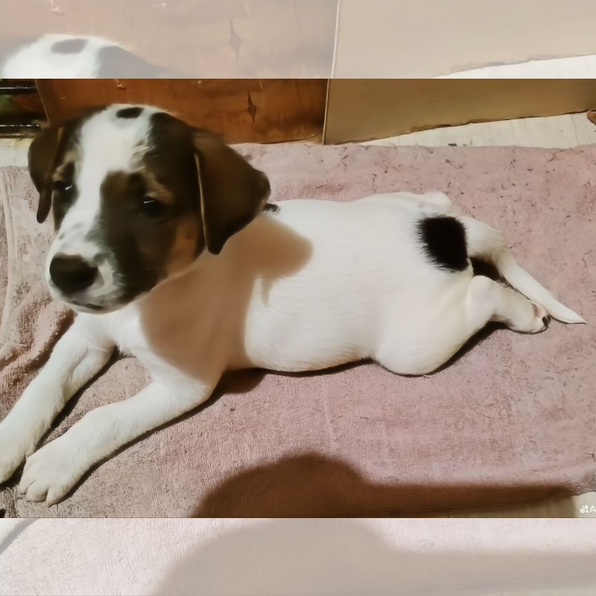 Щенок в добрые руки