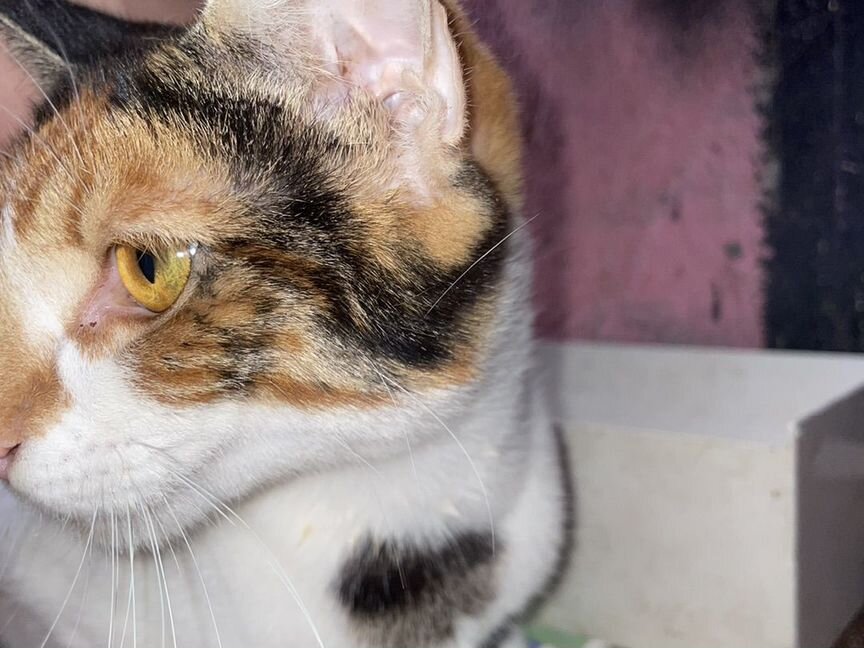 Кошка в добрые руки бесплатно