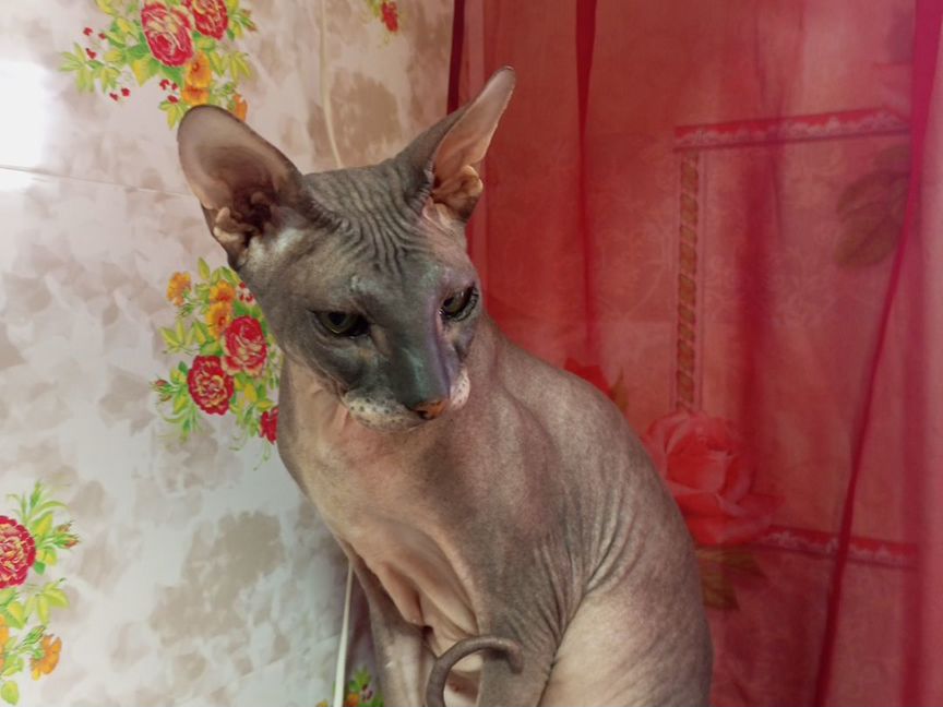 Продам свинкса