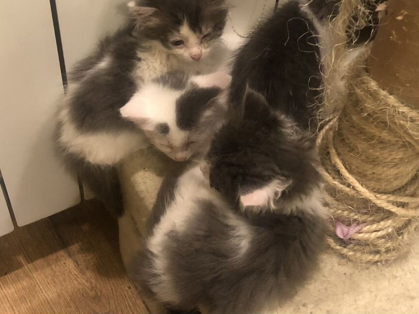 Кошка в дар