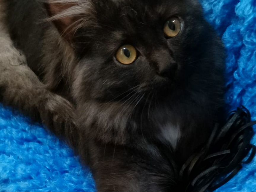 Котенок метис сибирской