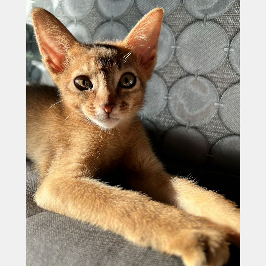 Абесинские котята