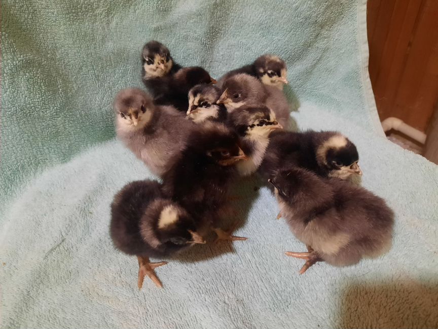 Цыплята суточные плимутрок