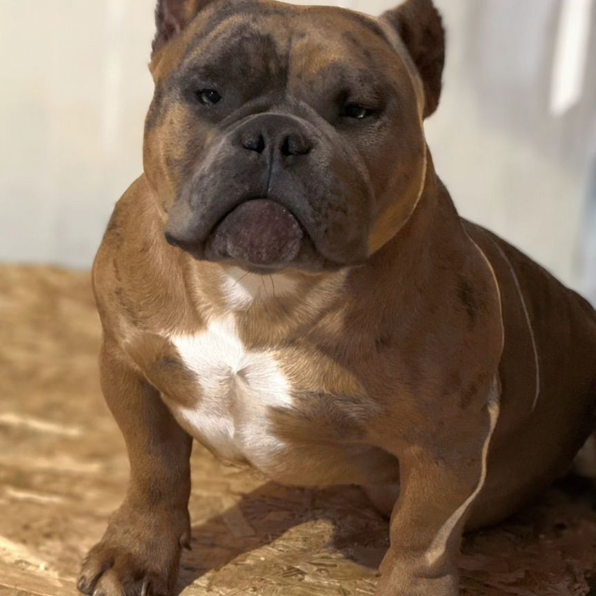 Американский булли - кобель на условиях