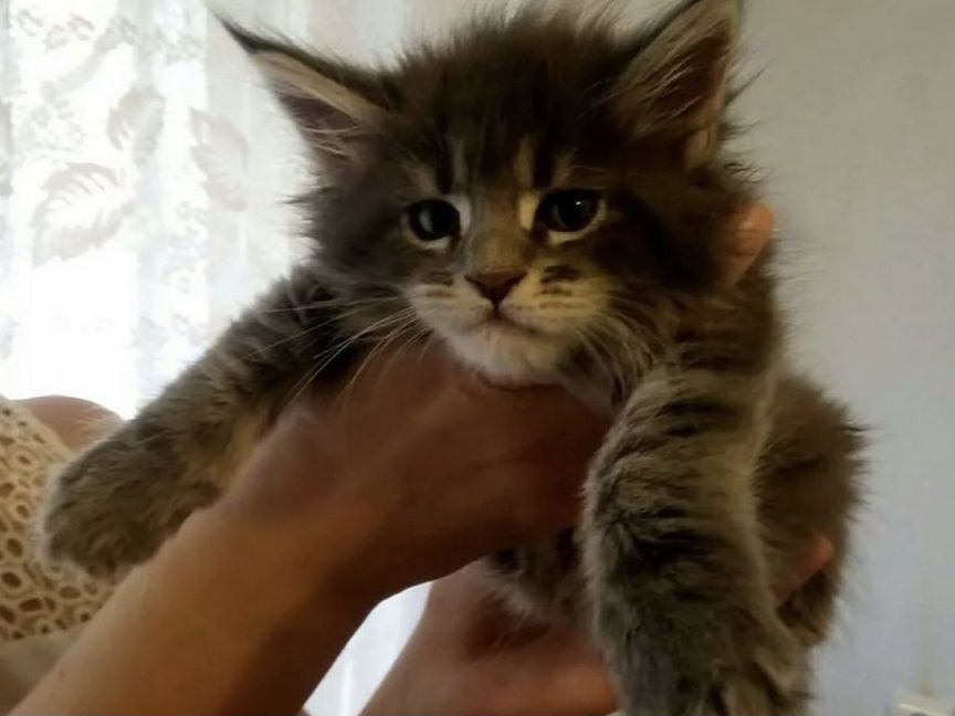 Котята мейн-кун