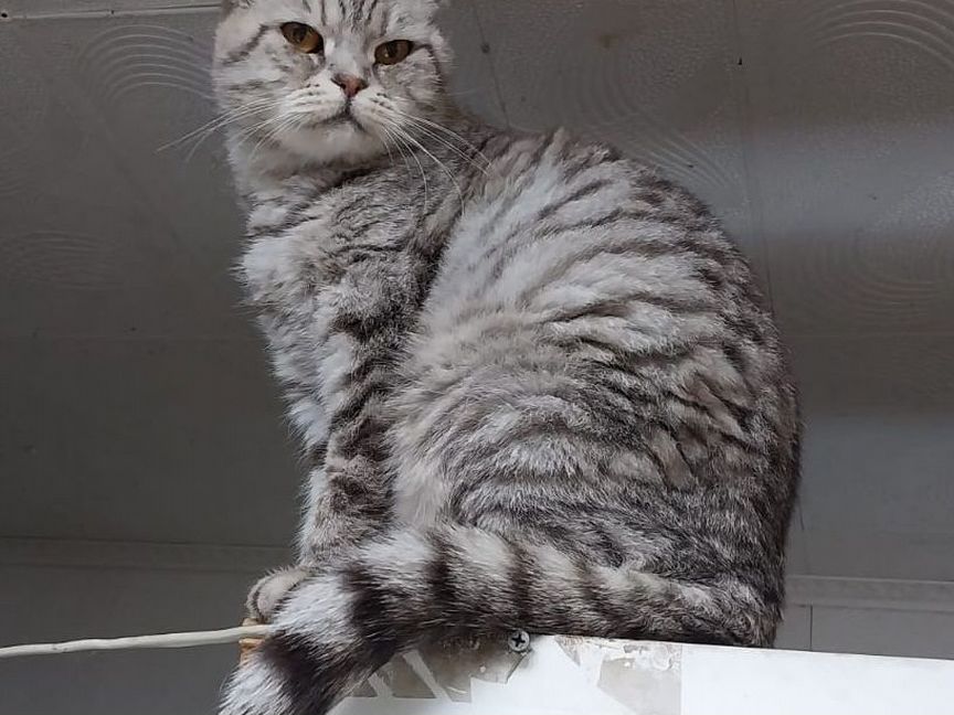 Шотландская вислоухая кошка бесплатно