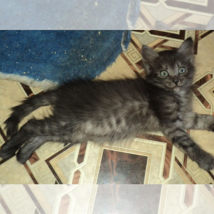 Сибирский котёнок