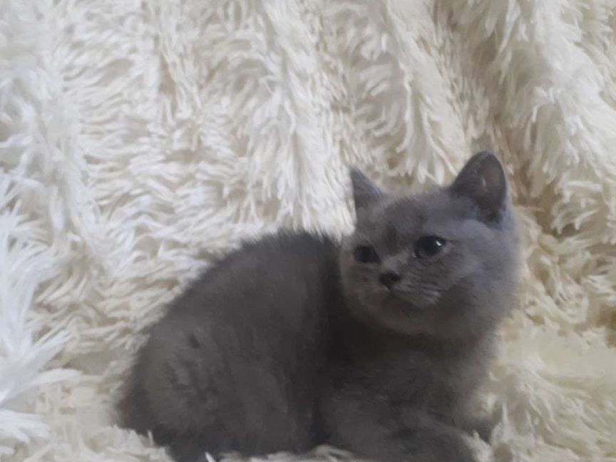 Британский котик