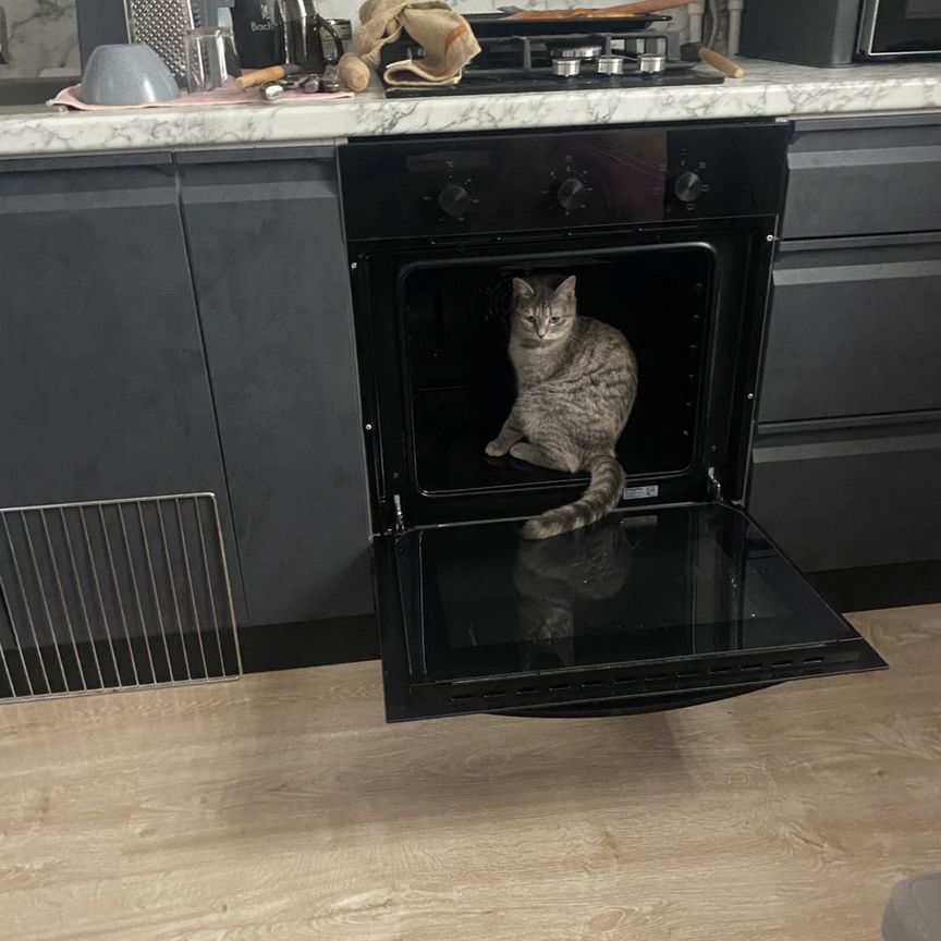 Кошечка в добрые руки