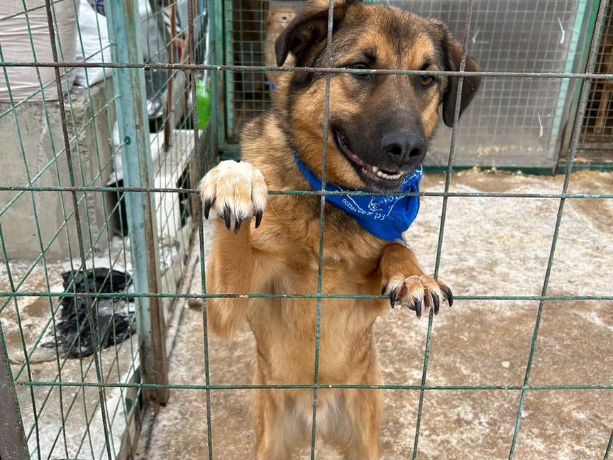 Собаке плохо в приюте