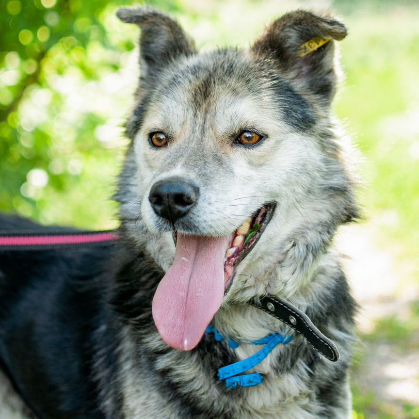 Артик из Курска ищет дом