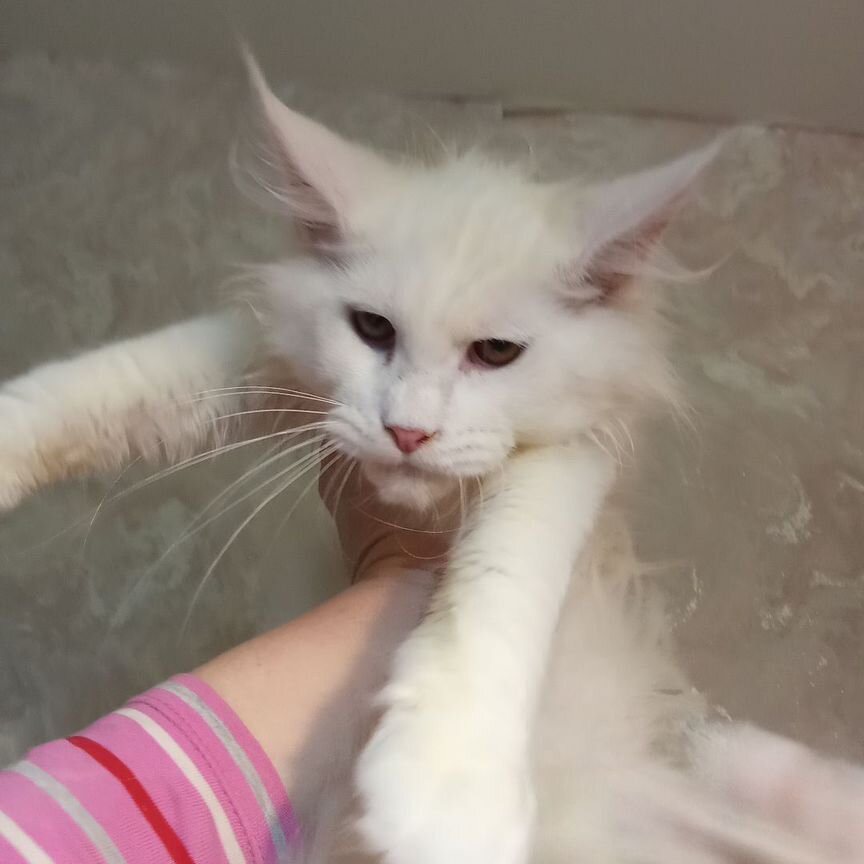 Котик мейн-кун