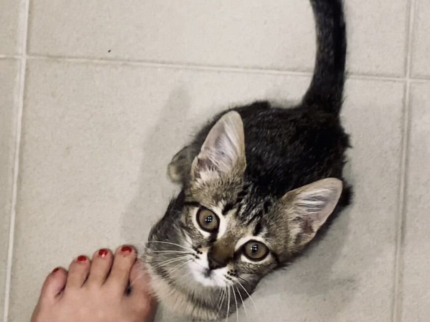 Котенок 2 месяца