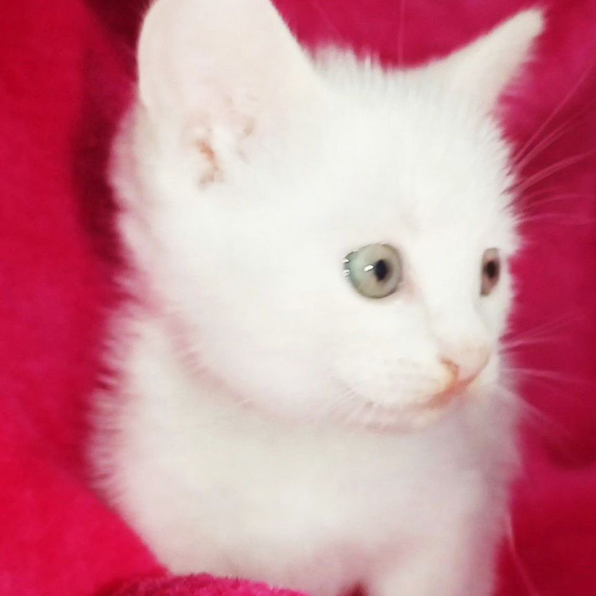 Као-мани котёнок