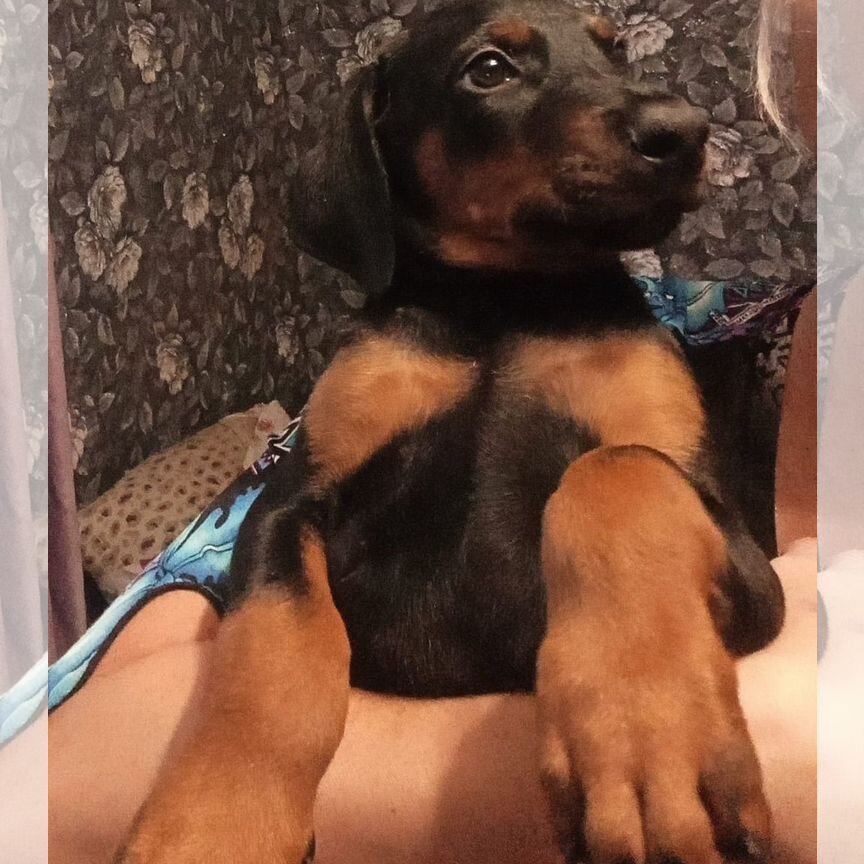 Доберман, щенок