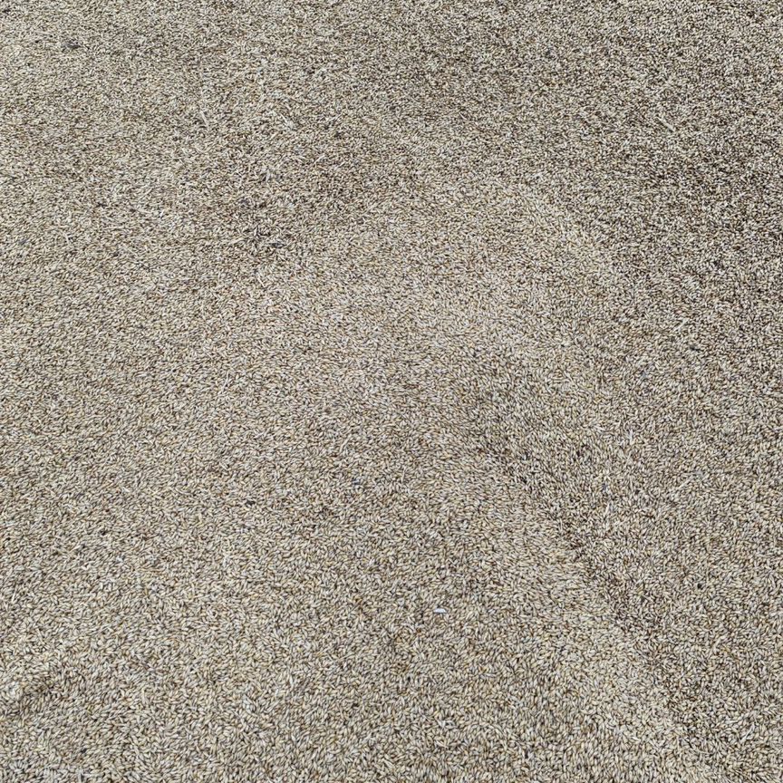 Ячмень урожай 2024